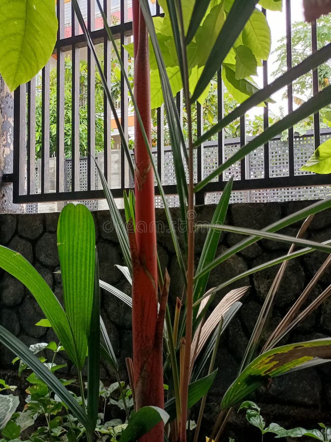 Red areca palm stands firm stock image. Image of palm - 270034561