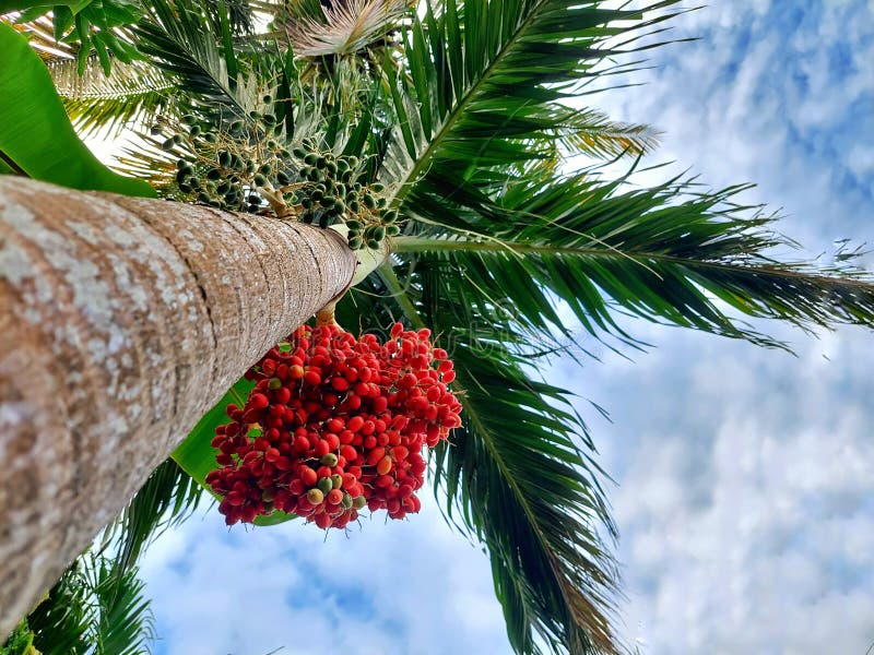 Red Areca Palm Which Has Dense Fruit Stock Photo - Image of dense ...