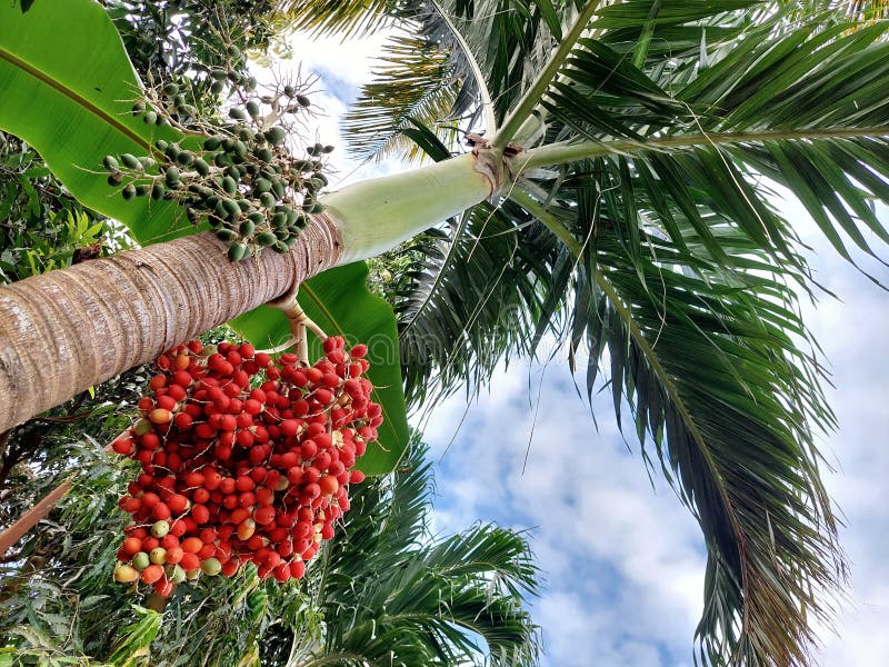 Red Areca Palm Which Has Dense Fruit Stock Photo - Image of plant ...