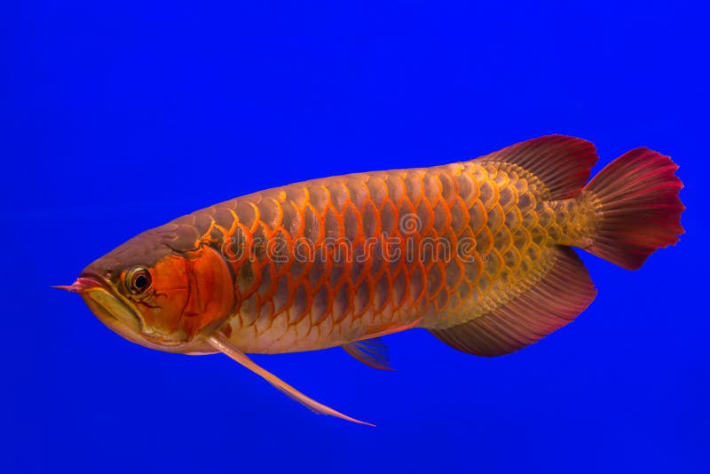 Red Arowana the Asian Dragon Fish Stock Image - Image of aquarium, luck ...