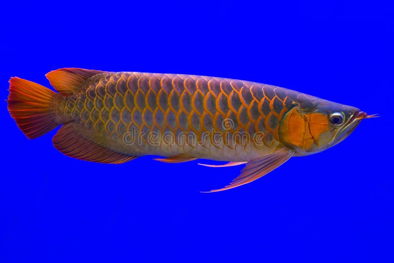 Red Arowana the Asian Dragon Fish Stock Image - Image of aquarium, luck ...