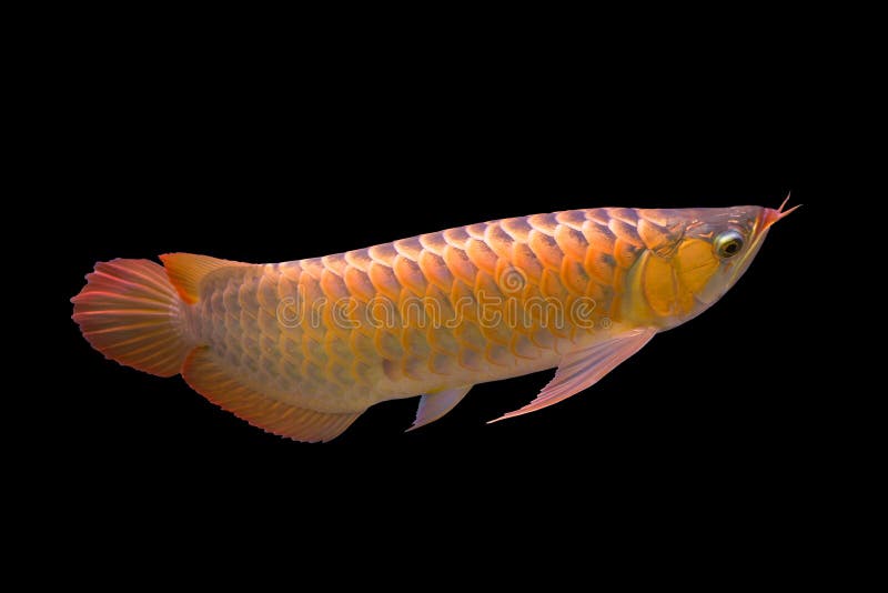 Red Arowana the Asian Dragon Fish Stock Photo - Image of golden ...