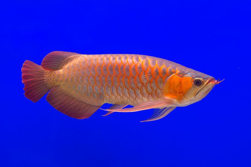 Red Arowana the Asian Dragon Fish Stock Image - Image of aquarium, luck ...
