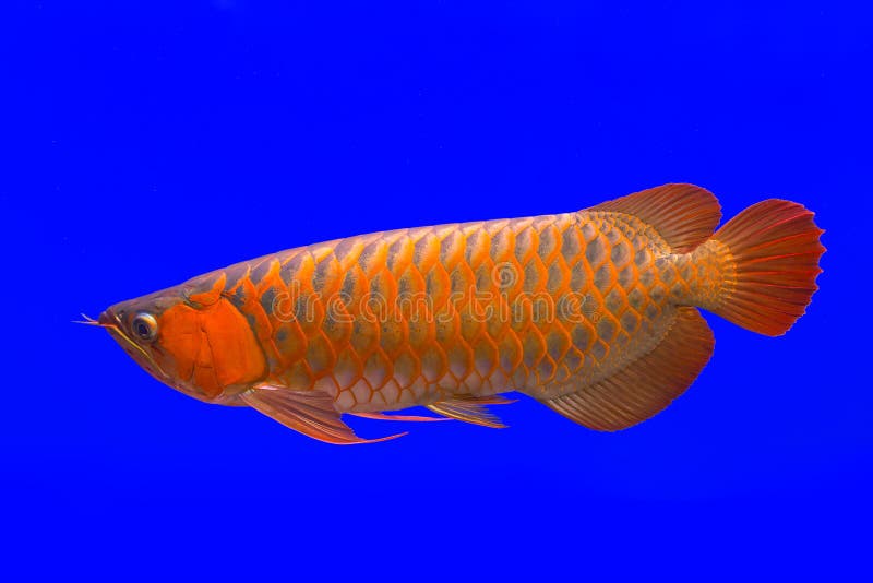 Red Arowana the Asian Dragon Fish Stock Photo - Image of motion, nature ...