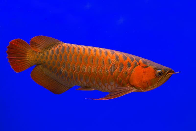Red Arowana the Asian Dragon Fish Stock Image - Image of luck, beauty ...
