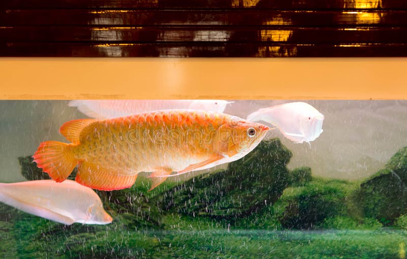 Red Arowana or Dragon fish stock photo. Image of dragon - 73589412