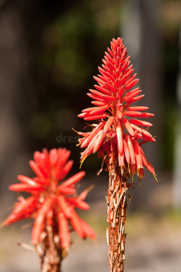 Red Arrow Flower stock image. Image of rare, phallic - 21148019