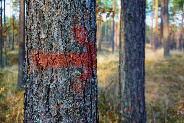 Red Arrow Painted on the Trunk of a Pine Stock Photo - Image of tourist ...