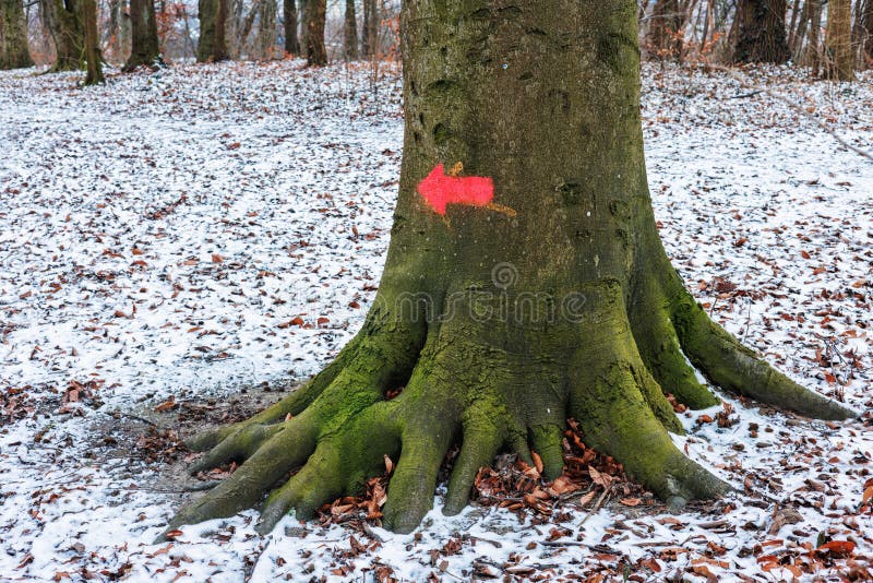 A Red Arrow is a Route Indicator on a Tree Trunk in a Snow-covered Park ...
