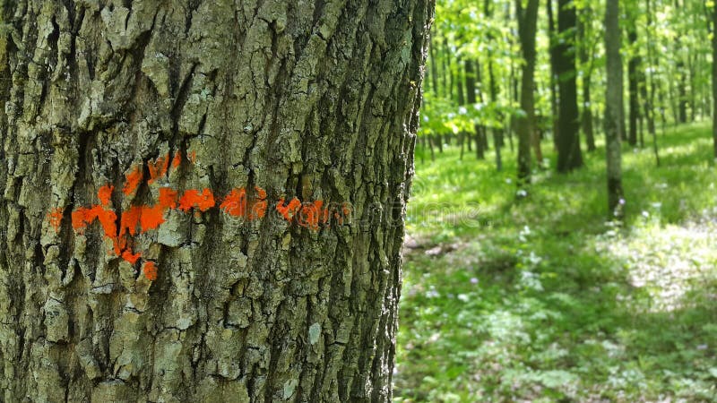 Arrow on the tree stock photo. Image of tree, environ - 10450932