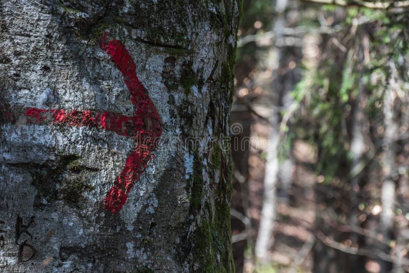 Red Arrow at a Tree on a Trail Detail Stock Image - Image of beetle ...
