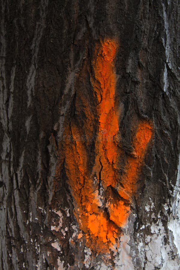 Red arrow on tree trunk stock photo. Image of sharp, arrow - 41549036