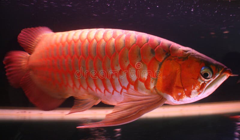 Red Arrowana Fish stock photo. Image of water, rare, animal - 2149932