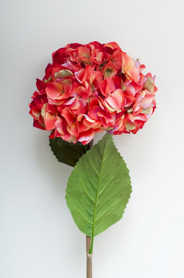 Artificial Red Hydrangea in White Jug Stock Image - Image of flower ...