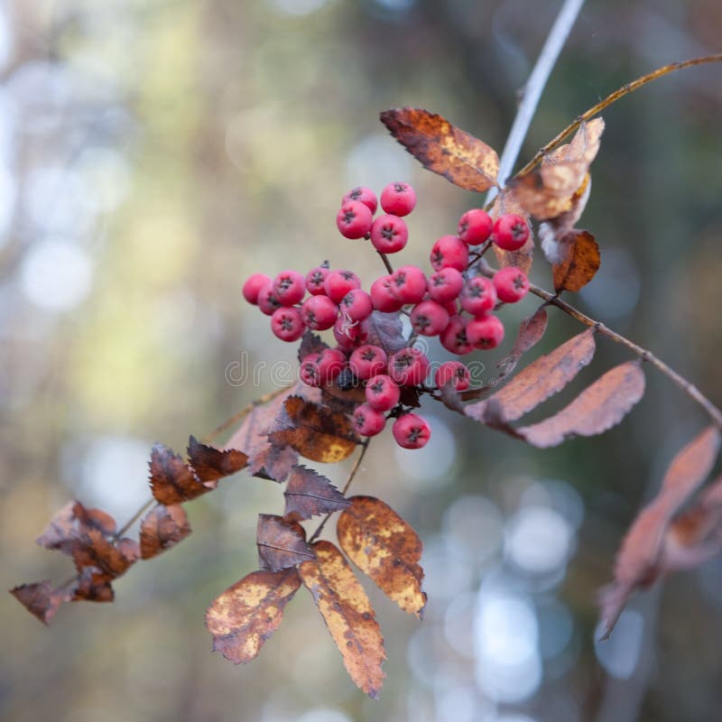Red ash-berry stock image. Image of fruit, food, close - 17100273