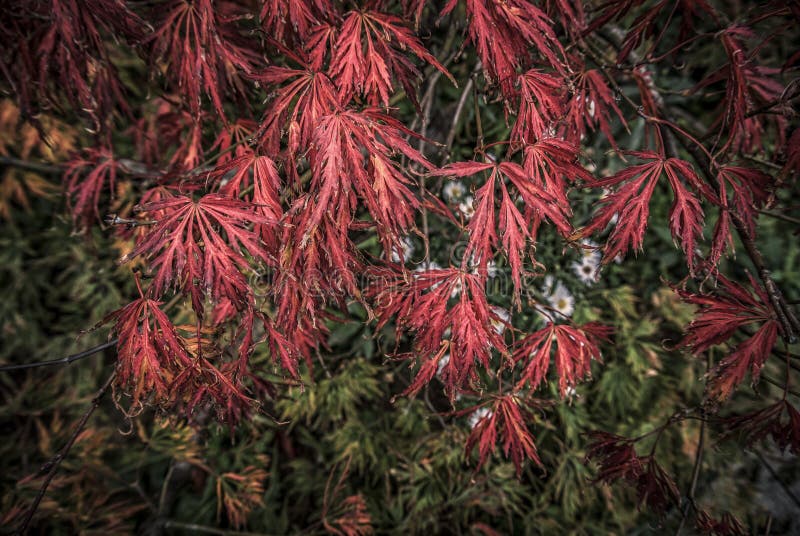 Red Ash Tree stock image. Image of fresh, pattern, environment - 104411297