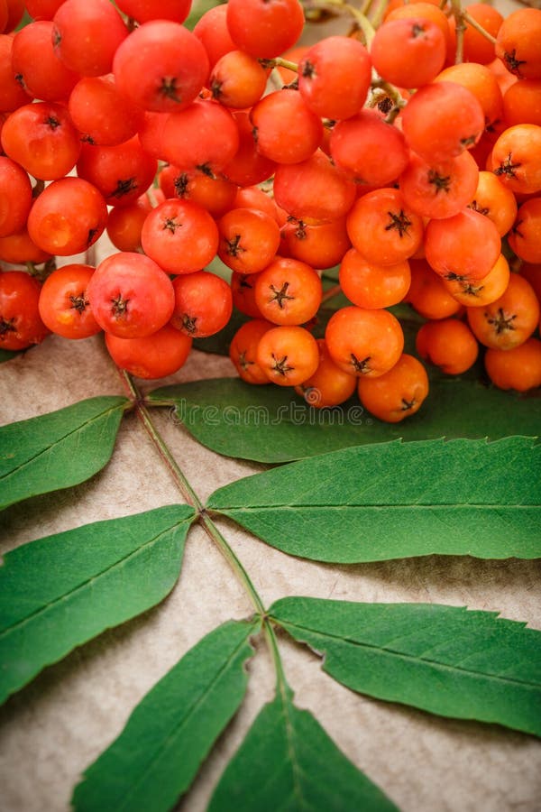 Red ashberry bunch stock image. Image of berry, white - 53343345