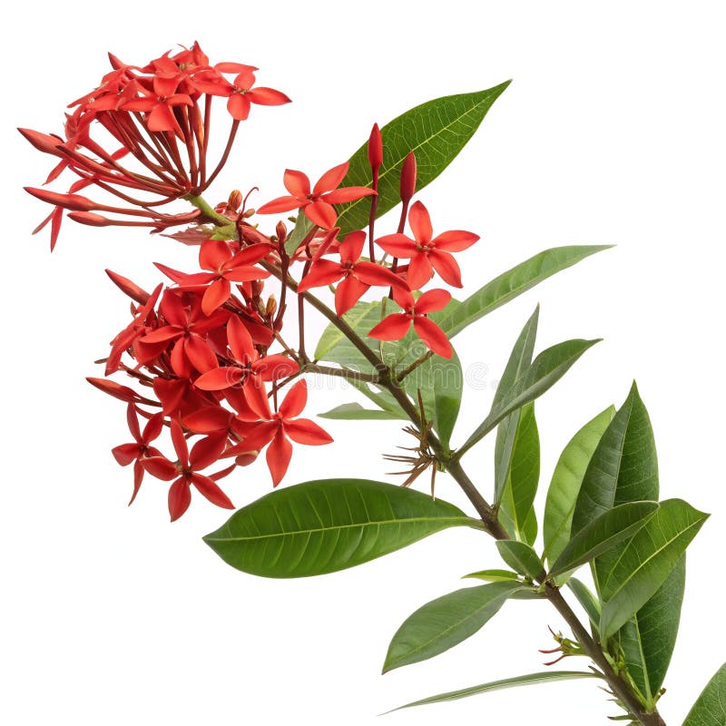 Ashoka Stock Illustrations – 10,954 Ashoka Stock Illustrations, Vectors ...