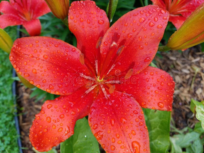 Lily flower at rain stock photo. Image of water, plants - 20121454