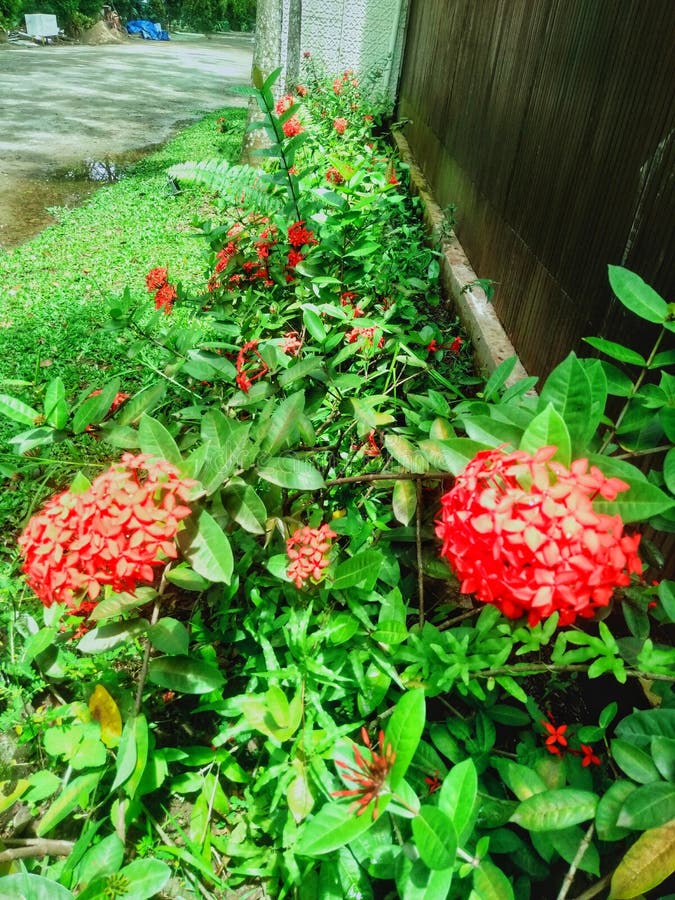Red asoka flower stock image. Image of lawn, flower - 268834903
