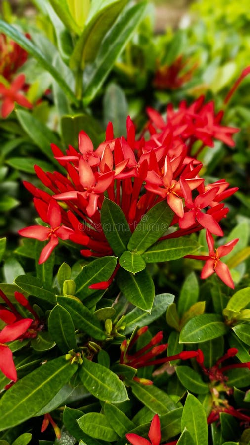 Red Asoka flower at garden stock photo. Image of garden - 272799816
