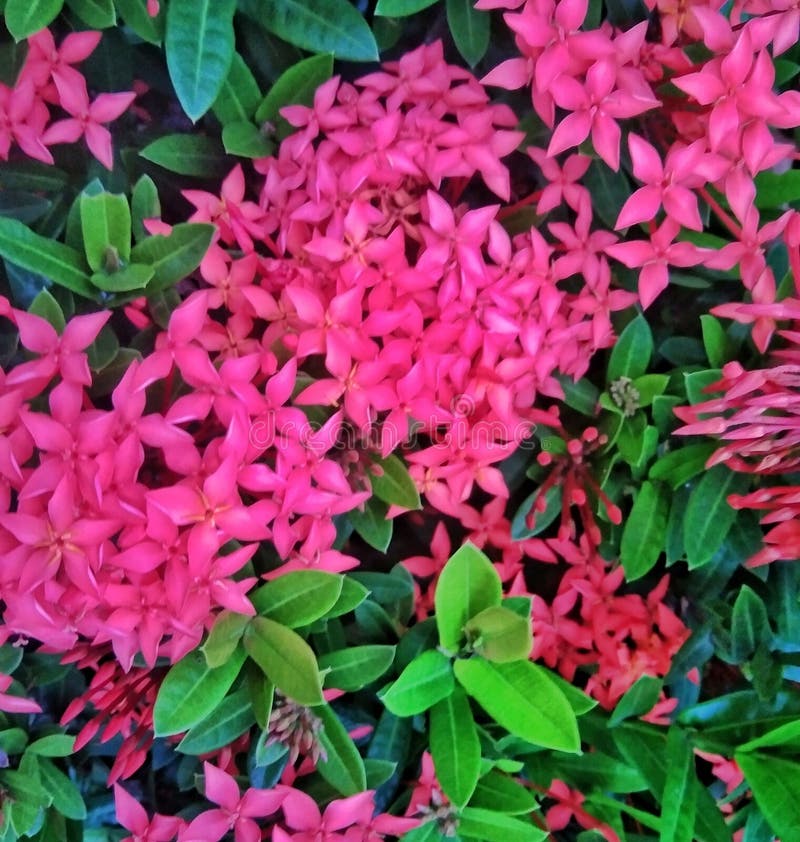 Red Asoka stock photo. Image of beatiful, asoka, garden - 277798726