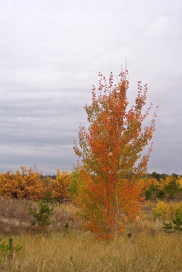 Red aspen stock image. Image of panoramic, alone, landscape - 11430197