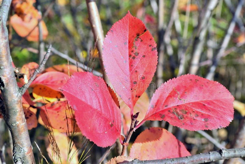 Red Aspen Leaves on a Tree Branch Close Up Stock Image - Image of ...