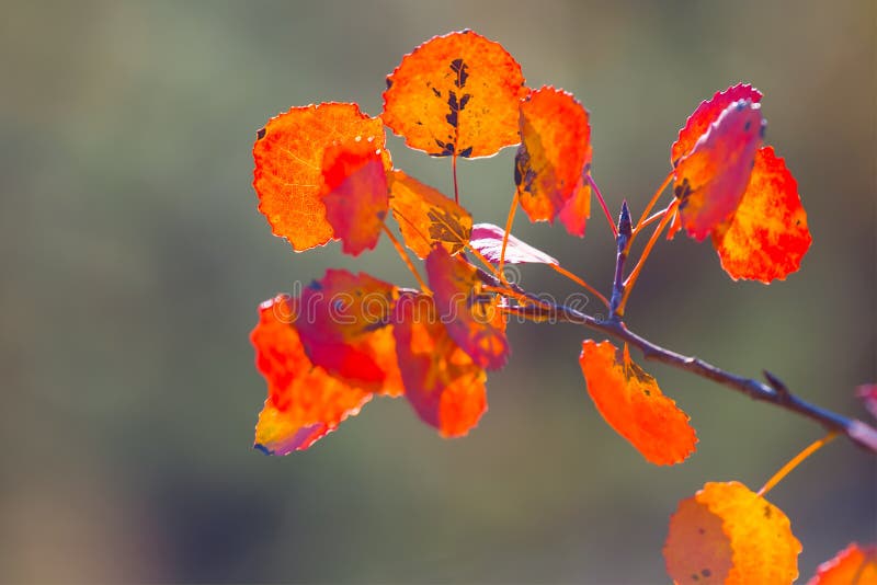 Red aspen tree branch stock image. Image of environment - 224305829