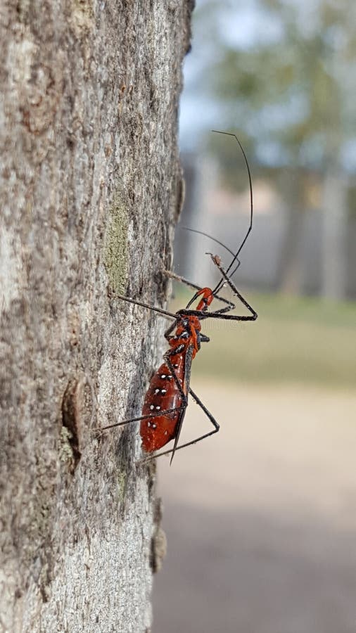 Red Assassin Bug stock photo. Image of field, assassin - 94691238