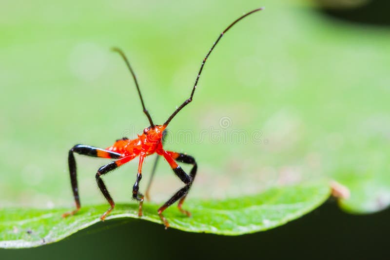 Red Assassin bug nymph stock photo. Image of wilderness - 29513546