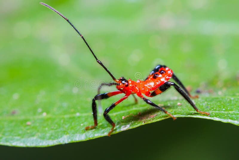 Red Assassin bug nymph stock photo. Image of wing, gooey - 29513548