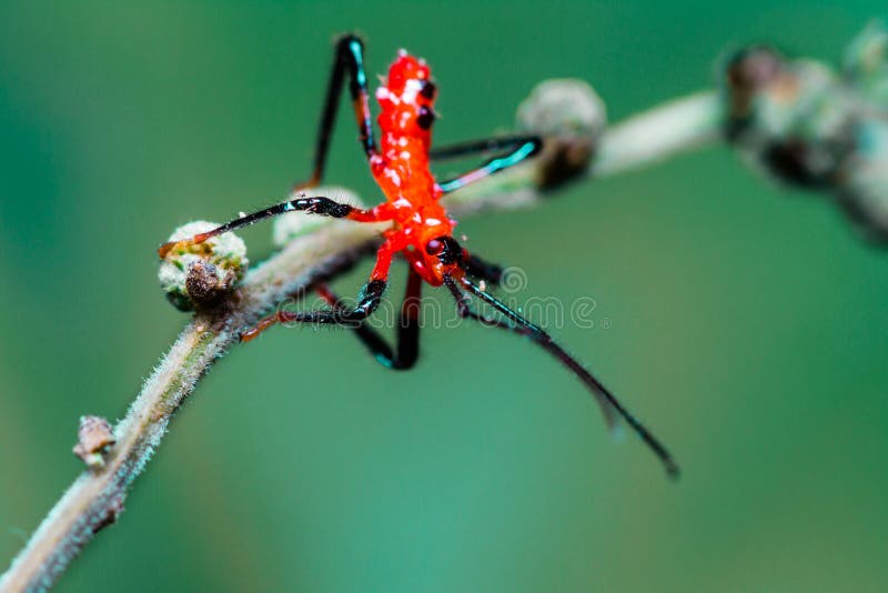Red Assassin bug nymph stock photo. Image of close, assassin - 29513590