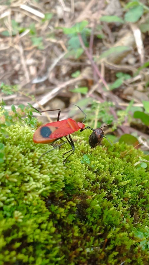 Red Assassin predator stock image. Image of fluids, colors - 381026921