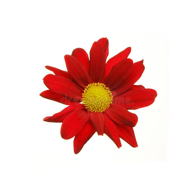 Red Aster flower stock image. Image of bloom, isolated - 12524237