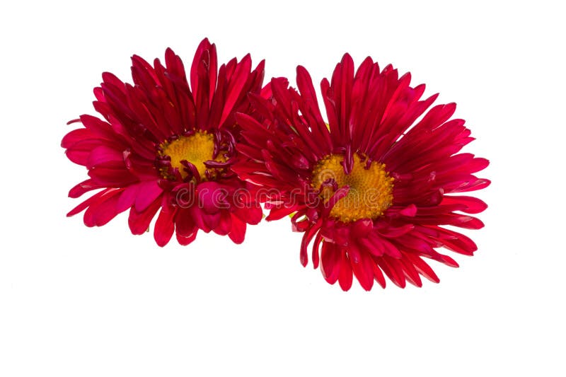 Red aster flower isolated stock photo. Image of background - 289625854