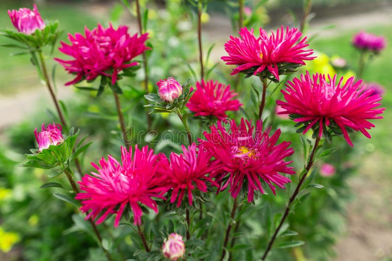 Red Aster Flowers in the Flower Field Stock Photo - Image of outdoor ...