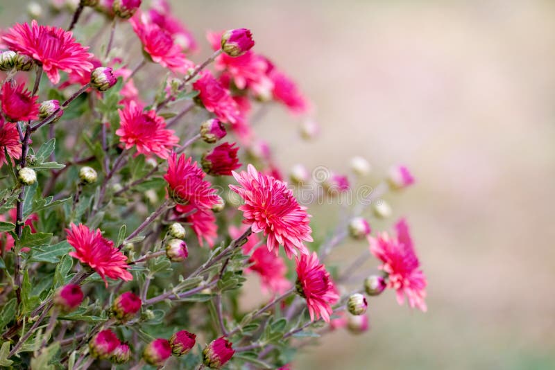 Red Aster Flowers on Pink Blurred Background_ Stock Image - Image of ...