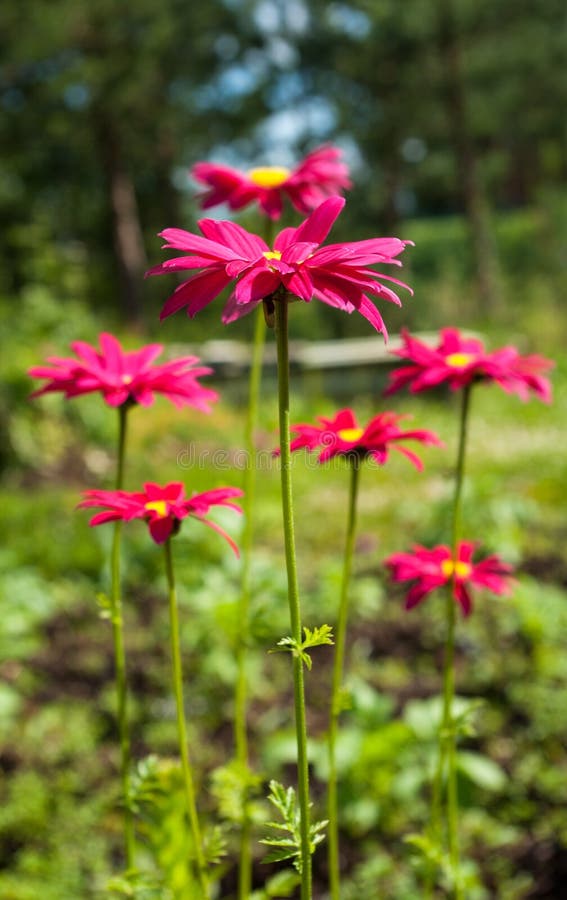 Red aster stock photo. Image of vibrant, nature, blossom - 33941686