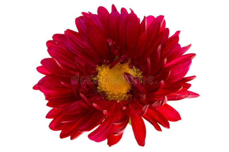 Red aster isolated stock image. Image of macro, flower - 307094263