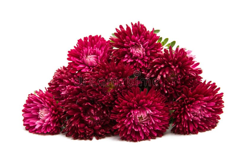 Red aster stock photo. Image of flora, floral, color - 100024342