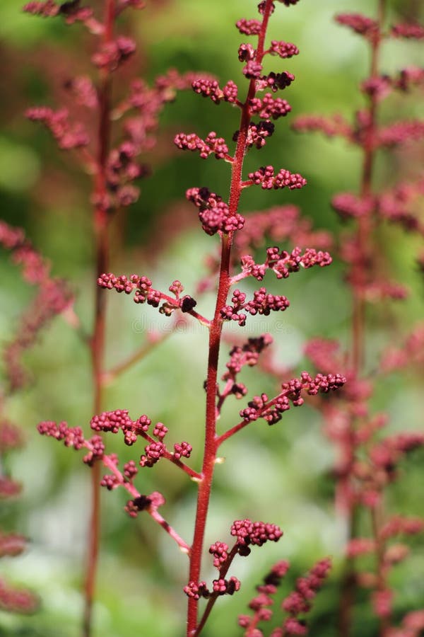 Red astilbe stock image. Image of natural, blur, nature - 43744731