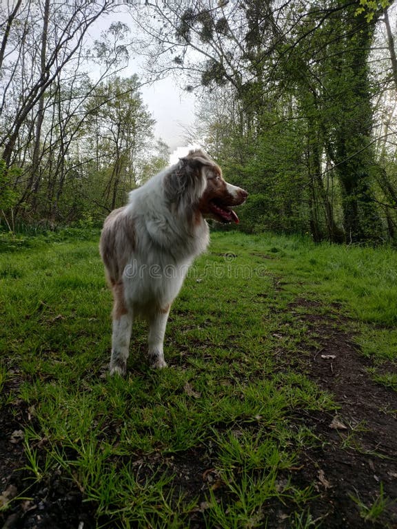 10,058 Aussie Wildlife Videos Stock Photos - Free & Royalty-Free Stock ...