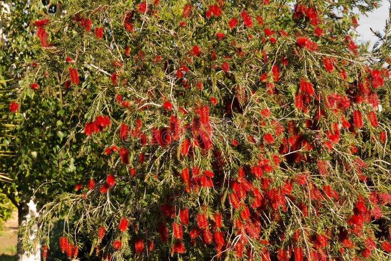 Bottlebrush or Callistemon Plant Closeup of Fully Opened Seed Capsules ...