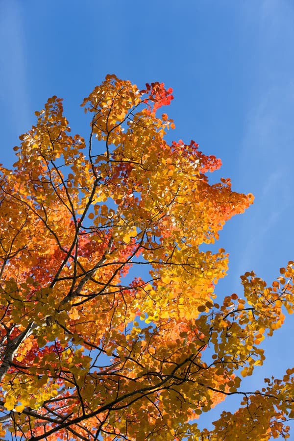 Red autumn stock image. Image of branch, bright, trees - 10818117