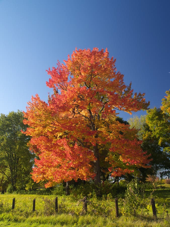 Ginkgo tree stock photo. Image of garden, indian, colorful - 35038680