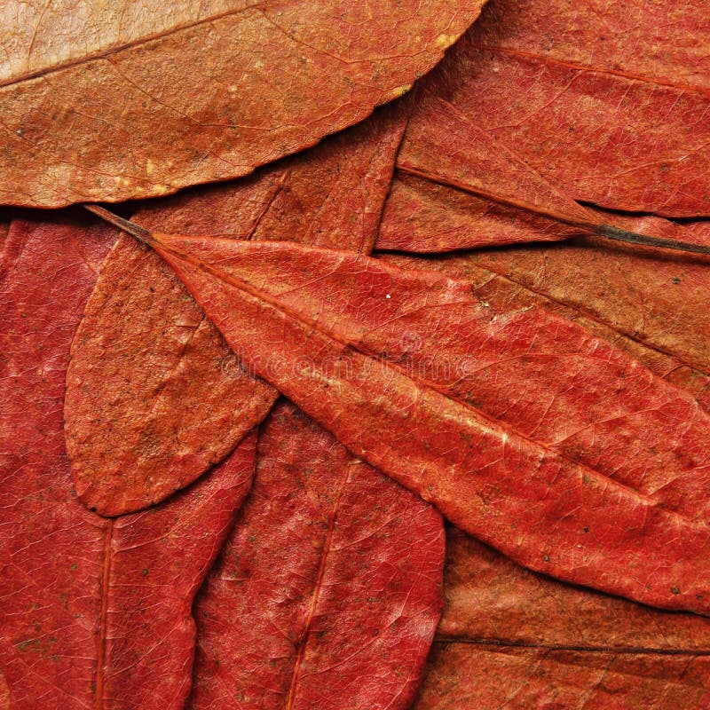 Red Autumn stock photo. Image of colorful, decor, fall - 17498832
