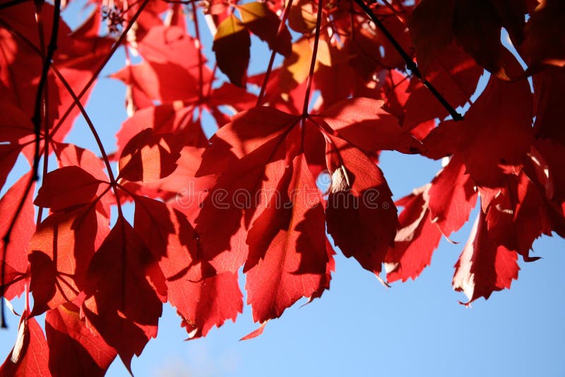 Red autumn stock photo. Image of autumn, fall, leaf, branch - 2335864