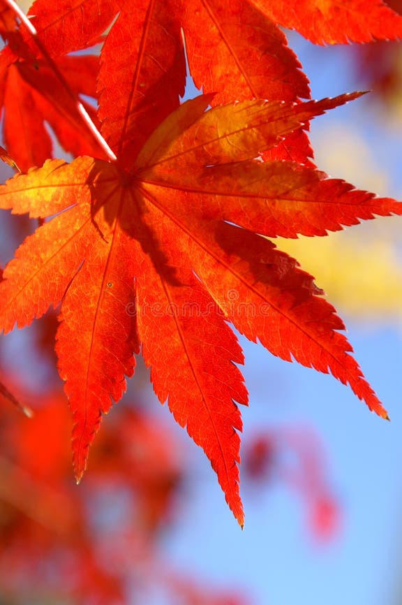 Red autumn stock photo. Image of shape, crone, sunny, plants - 2833802
