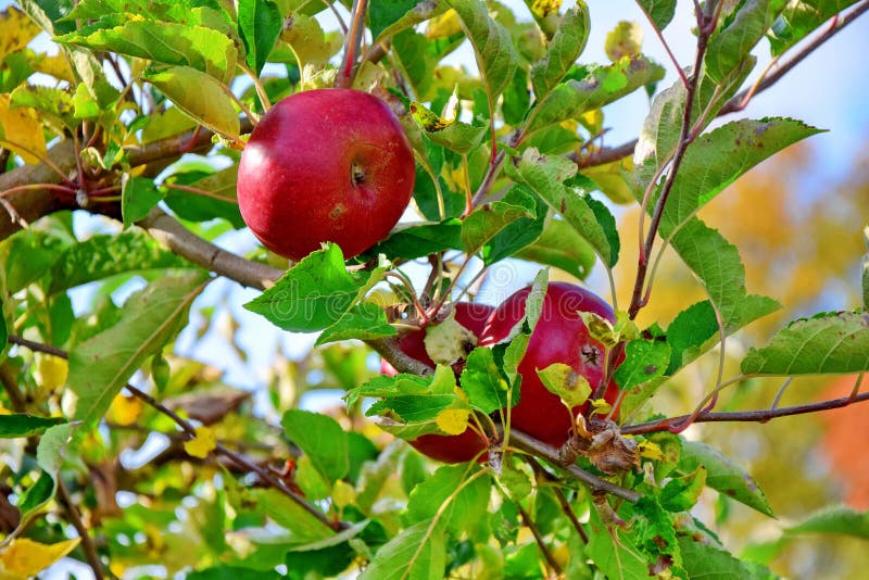 Red Autumn Apples on Tree stock photo. Image of apples - 162291976